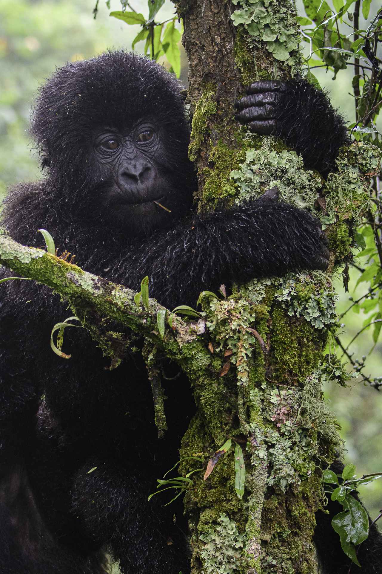 Rwanda National Parks - Places for Rwanda Wildlife Safaris Tour